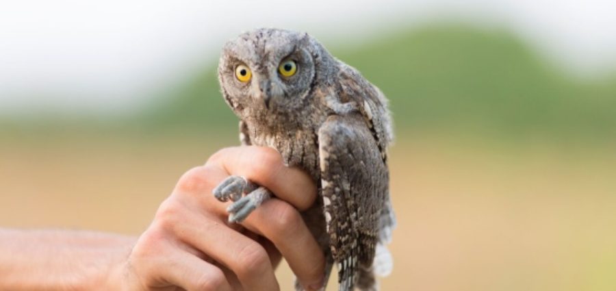 UNA NUOVA VITA PER UN ESEMPLARE DI ASSIOLO – Radio Senise Centrale