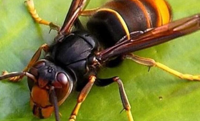 Morsi e punture insetti, ‘ecco quando preoccuparsi’ – Radio Senise Centrale